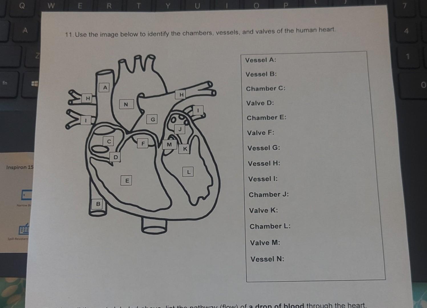 Solved 11. Use the image below to identify the chambers, | Chegg.com