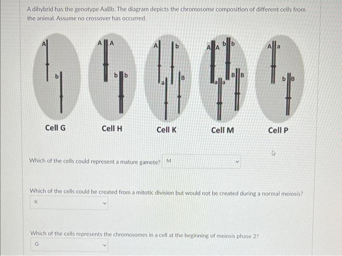 Solved A dihybrid has the genotype AaBb. The diagram depicts | Chegg.com
