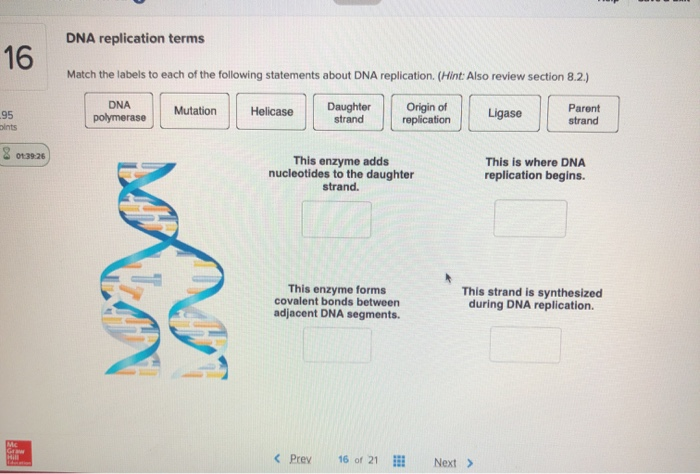 Solved DNA replication terms 16 Match the labels to each of | Chegg.com