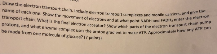 Solved Draw the electron transport chain. Include electron | Chegg.com