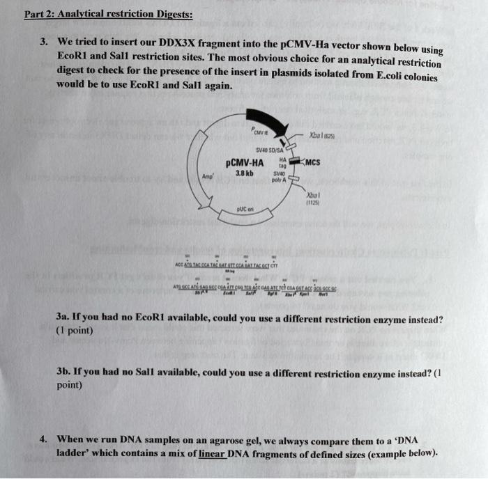Solved Part 2: Analytical restriction Digests: 3. We tried | Chegg.com