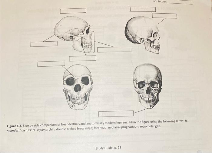 Figure 6.3. Side by side comparison of Neanderthals | Chegg.com