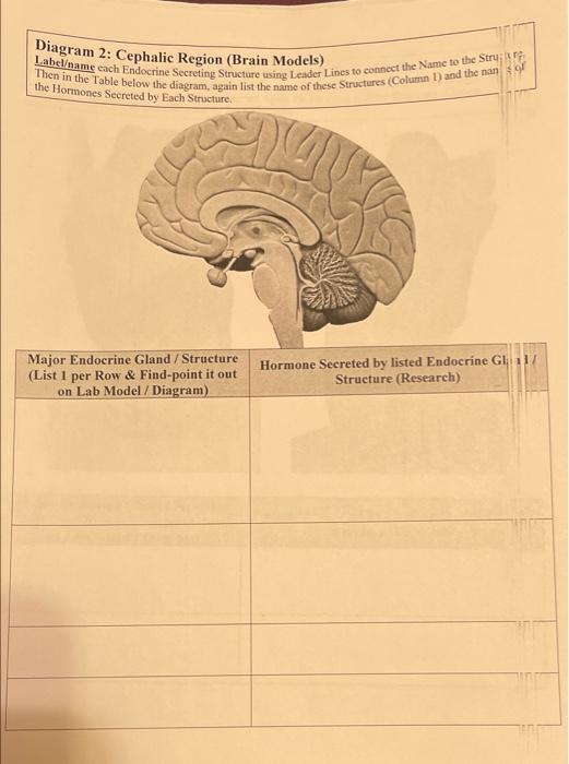Solved Diagram 2: Cephalic Region (Brain Models) Label/name | Chegg.com