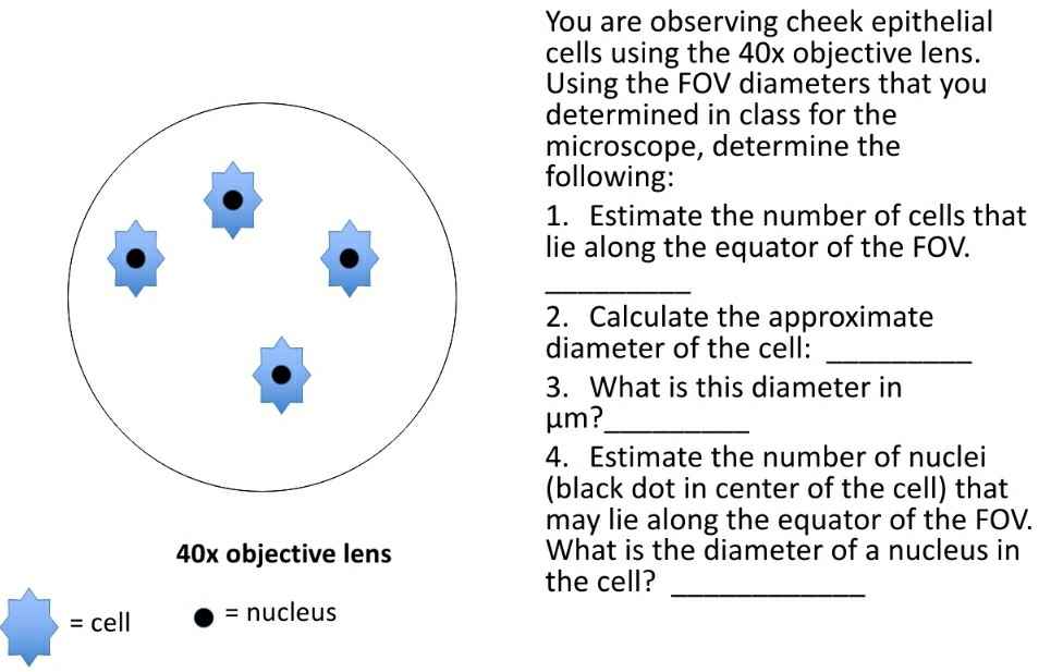 You are observing cheek epithelial cells using the | Chegg.com