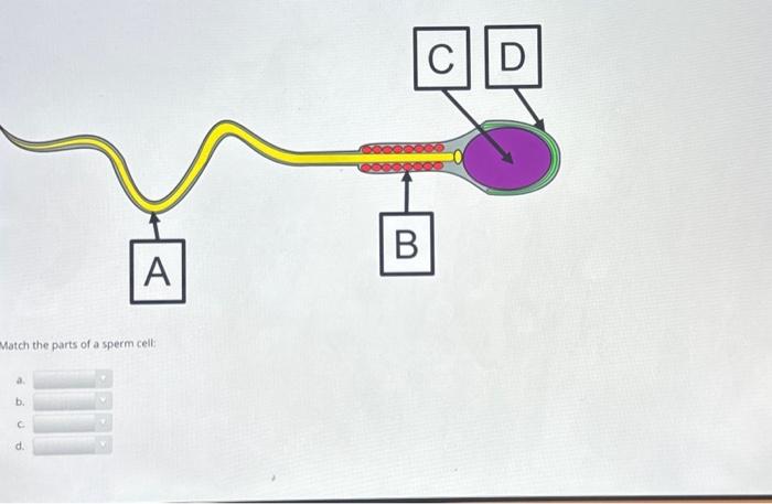 Solved Match the parts of a sperm cell: a. b. c. | Chegg.com