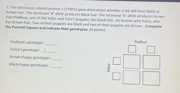Solved Recitation 2 assignment Labrador retrievers can be | Chegg.com