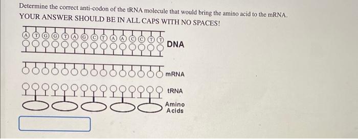 Solved Determine the correct anti-codon of the tRNA molecule | Chegg.com