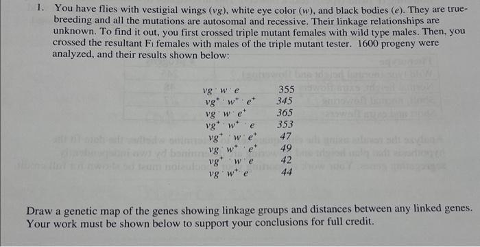 Solved 1. You have flies with vestigial wings (vg), white | Chegg.com