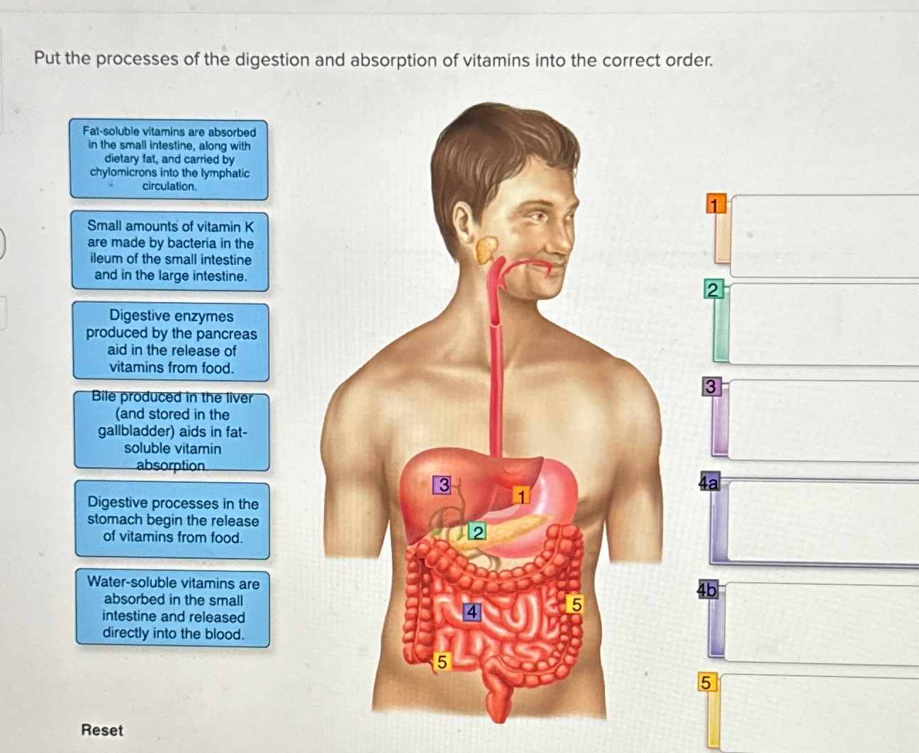 Solved Put the processes of the digestion and absorption of | Chegg.com