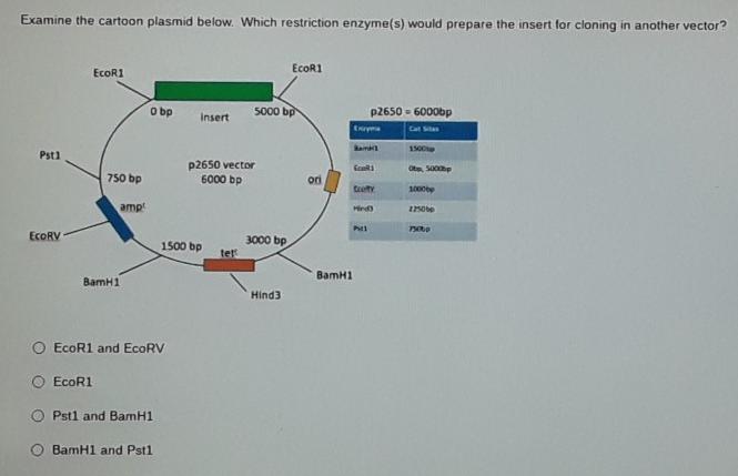 Solved Examine the cartoon plasmid below. Which restriction | Chegg.com