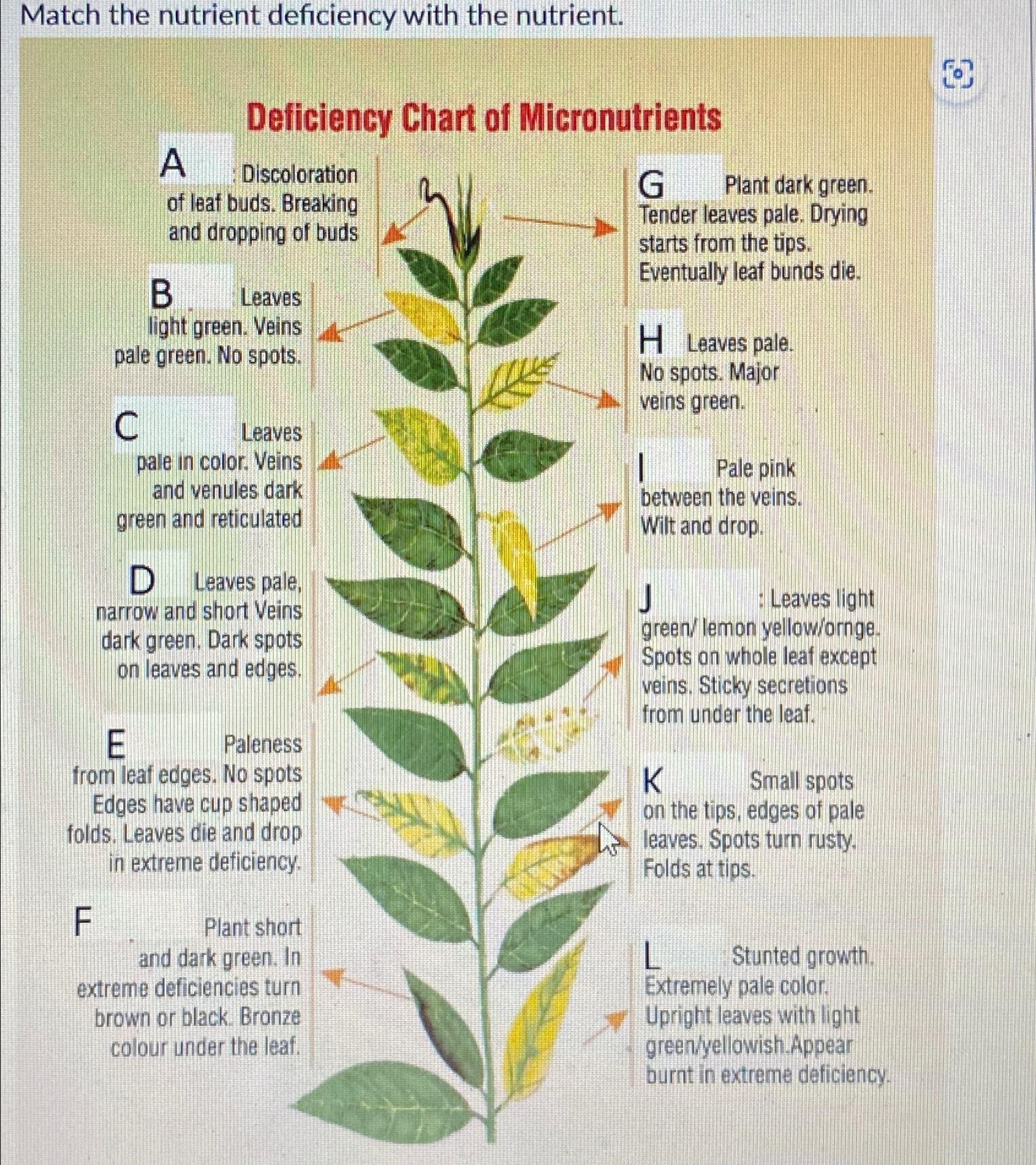 Solved Match the nutrient deficiency with the | Chegg.com