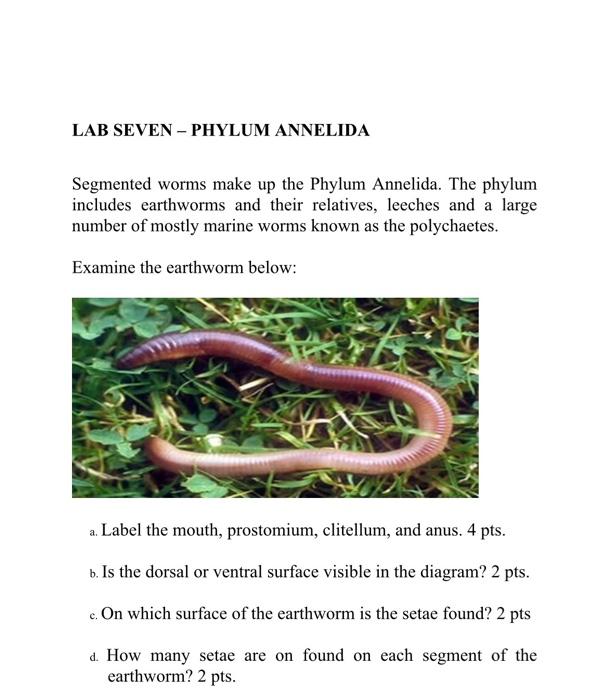 Solved LAB SEVEN - PHYLUM ANNELIDA Segmented worms make up | Chegg.com