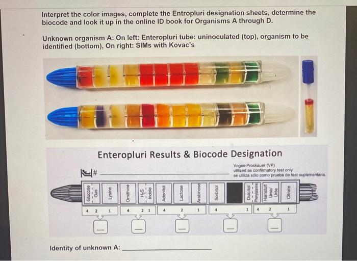 Solved Interpret the color images, complete the Entropluri | Chegg.com