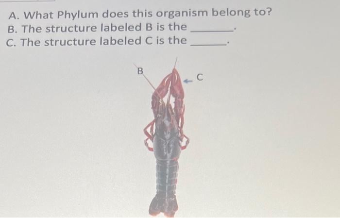 Solved A. What Phylum does this organism belong to? B. The | Chegg.com