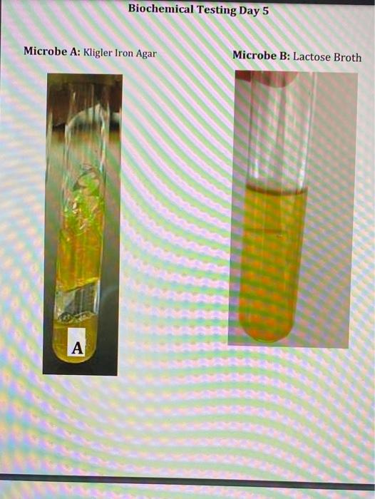 Solved Biochemical Testing Day 5 Microbe A: Kligler Iron | Chegg.com
