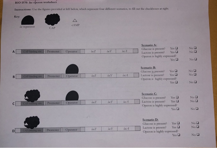 Solved BIO 1570: le operon worksheet Instructions: Use the | Chegg.com