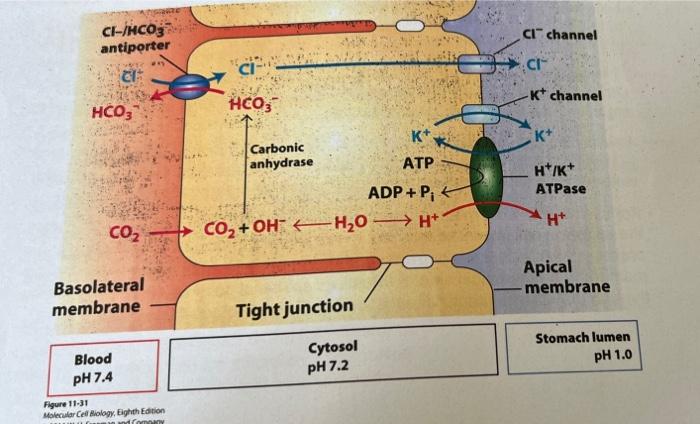Solved CT-/HCO3 antiporter Cl" channel CI cl cl Kt channel | Chegg.com