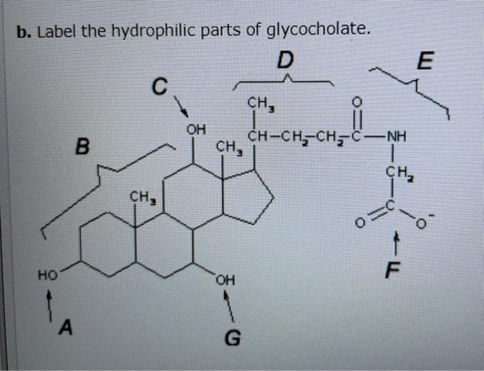Solved x Incorrect. * a. Label the hydrophobic parts of | Chegg.com