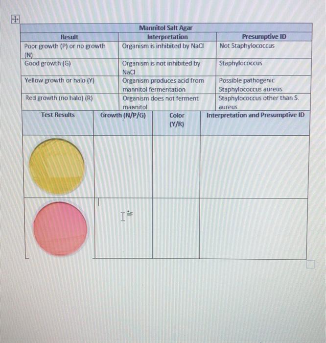 Solved Mannitol Salt Agar Result Interpretation Presumptive | Chegg.com