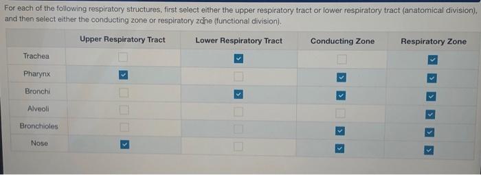 Solved For each of the following respiratory structures, | Chegg.com