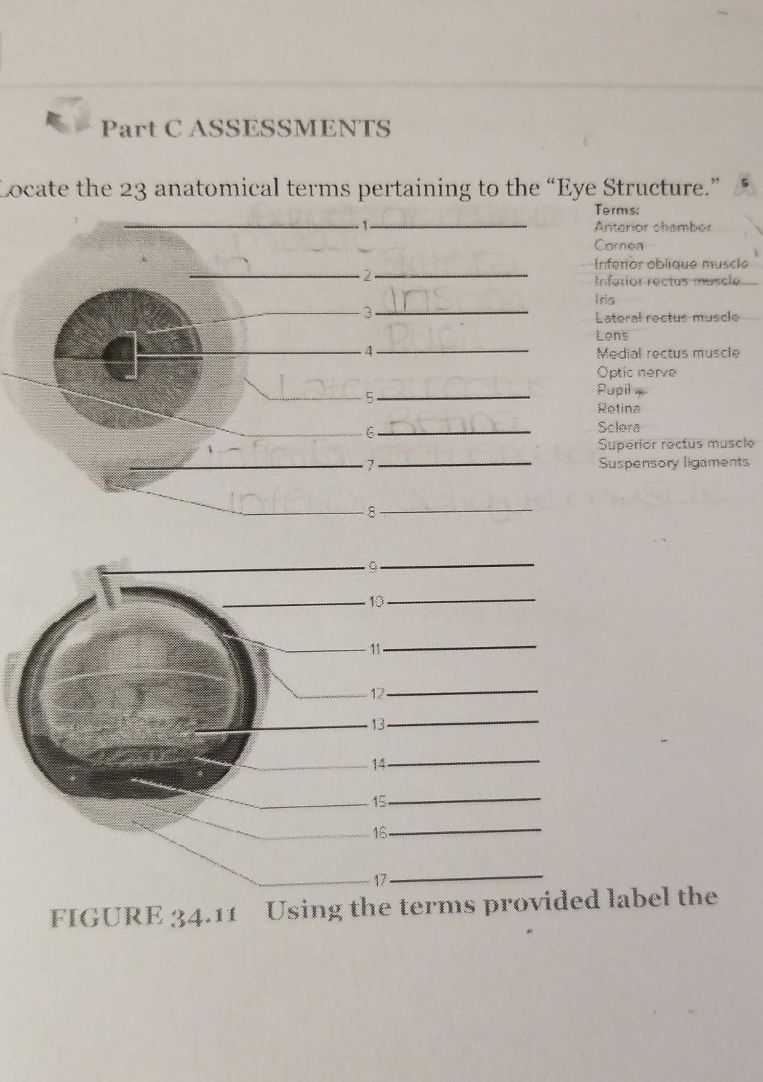 Solved Part C ASSESSMENTS Locate the 23 anatomical terms | Chegg.com
