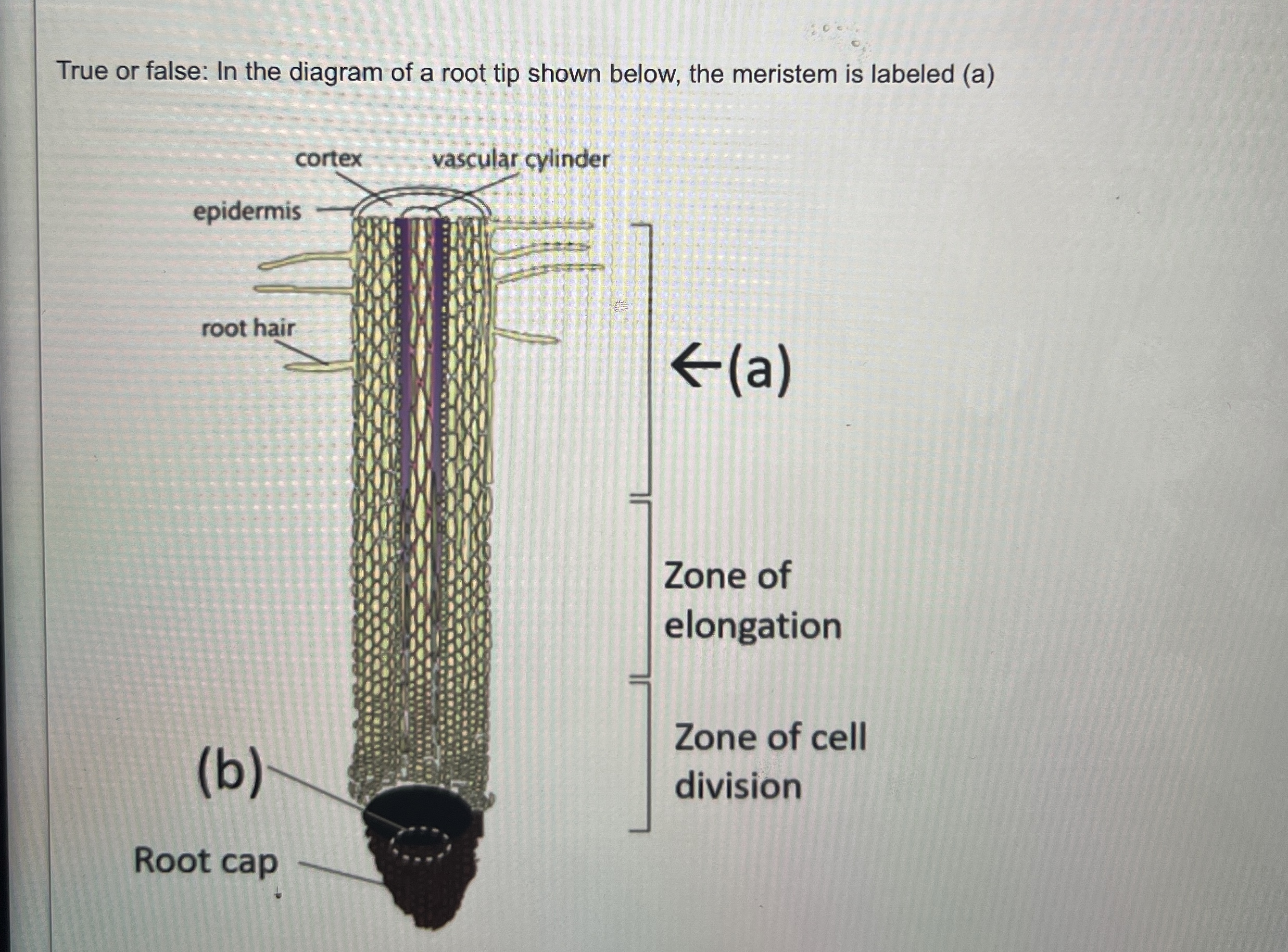 Solved True or false: In the diagram of a root tip shown | Chegg.com