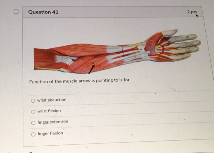 Solved The origin for the muscle arrow is pointing to is | Chegg.com