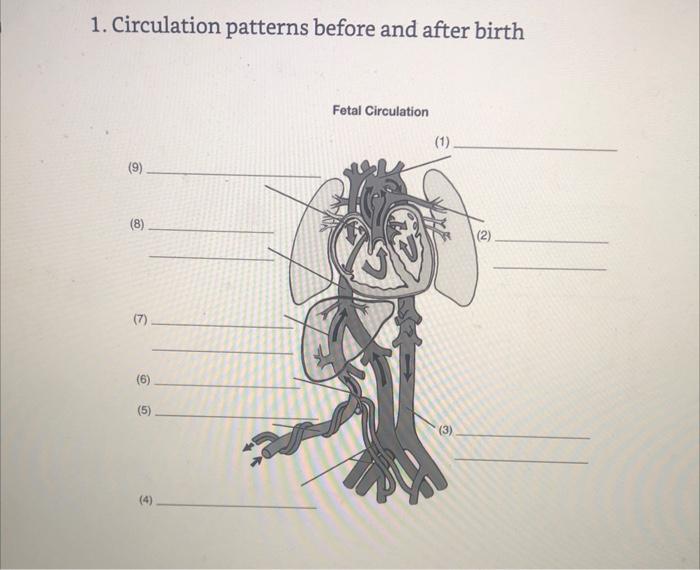 Solved 1. Circulation patterns before and after birth Fetal | Chegg.com