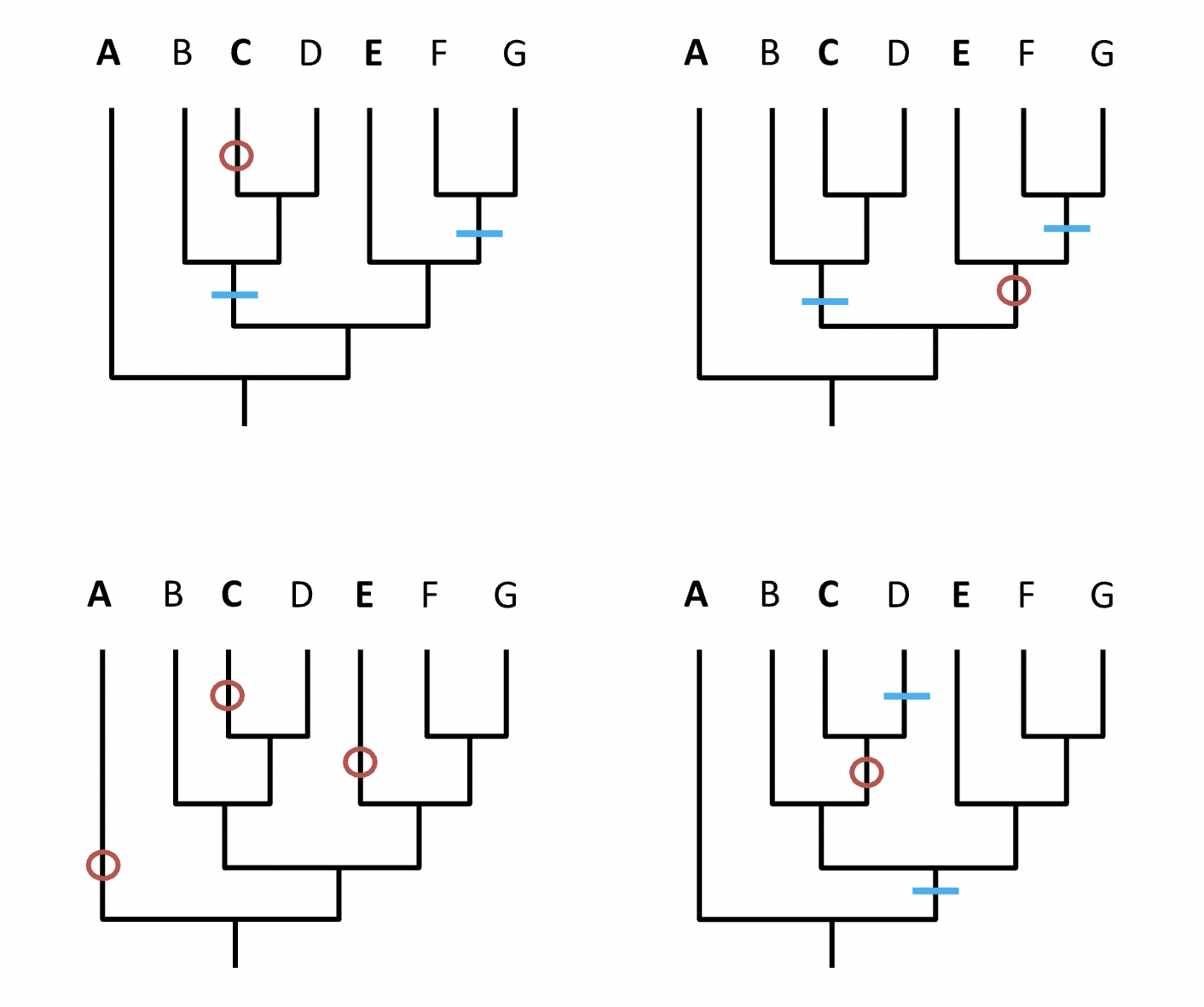 Solved In the phylogeny below, species A, ﻿C, ﻿and E all | Chegg.com