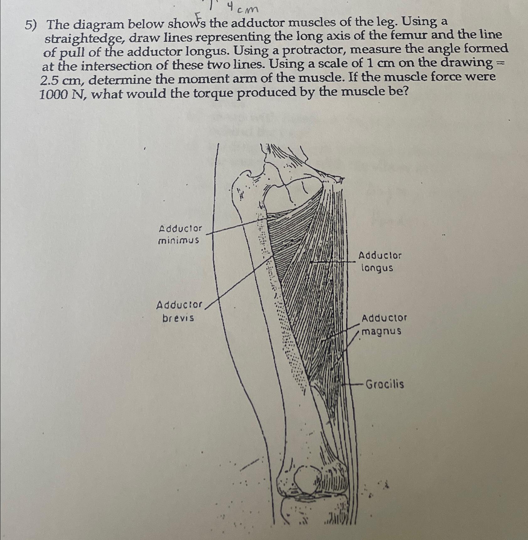 Solved ?4cmThe diagram below shows the adductor muscles of | Chegg.com