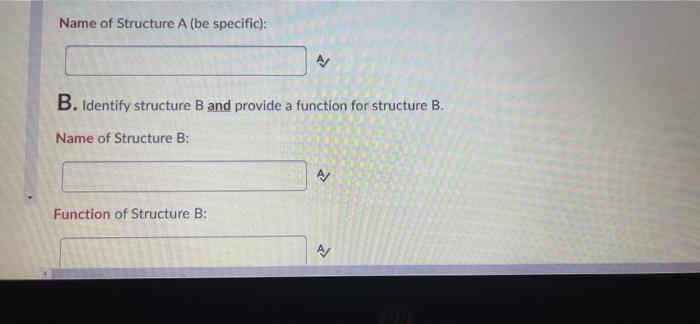 Solved A B Name of Structure A (be specific): A/ B. | Chegg.com