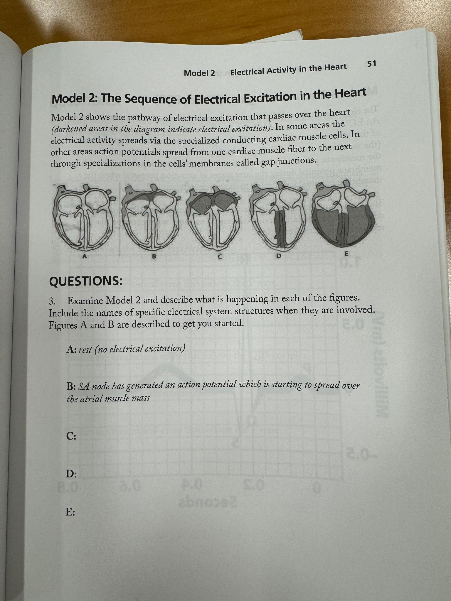 Solved Model 2Electrical Activity in the Heart51Model 2: The | Chegg.com