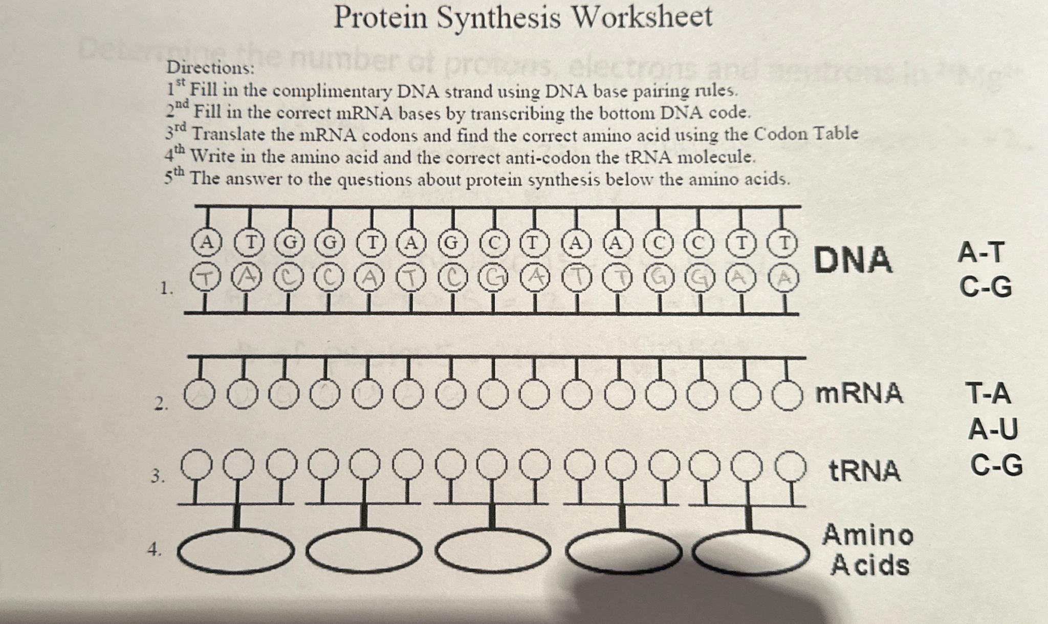 Solved Protein Synthesis WorksheetDirections:1st ﻿Fill in | Chegg.com