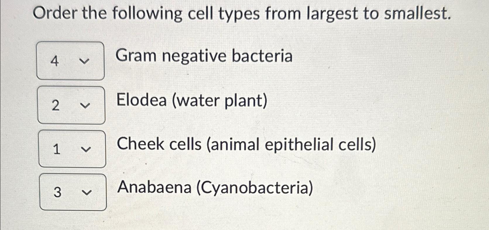 Solved Order the following cell types from largest to | Chegg.com