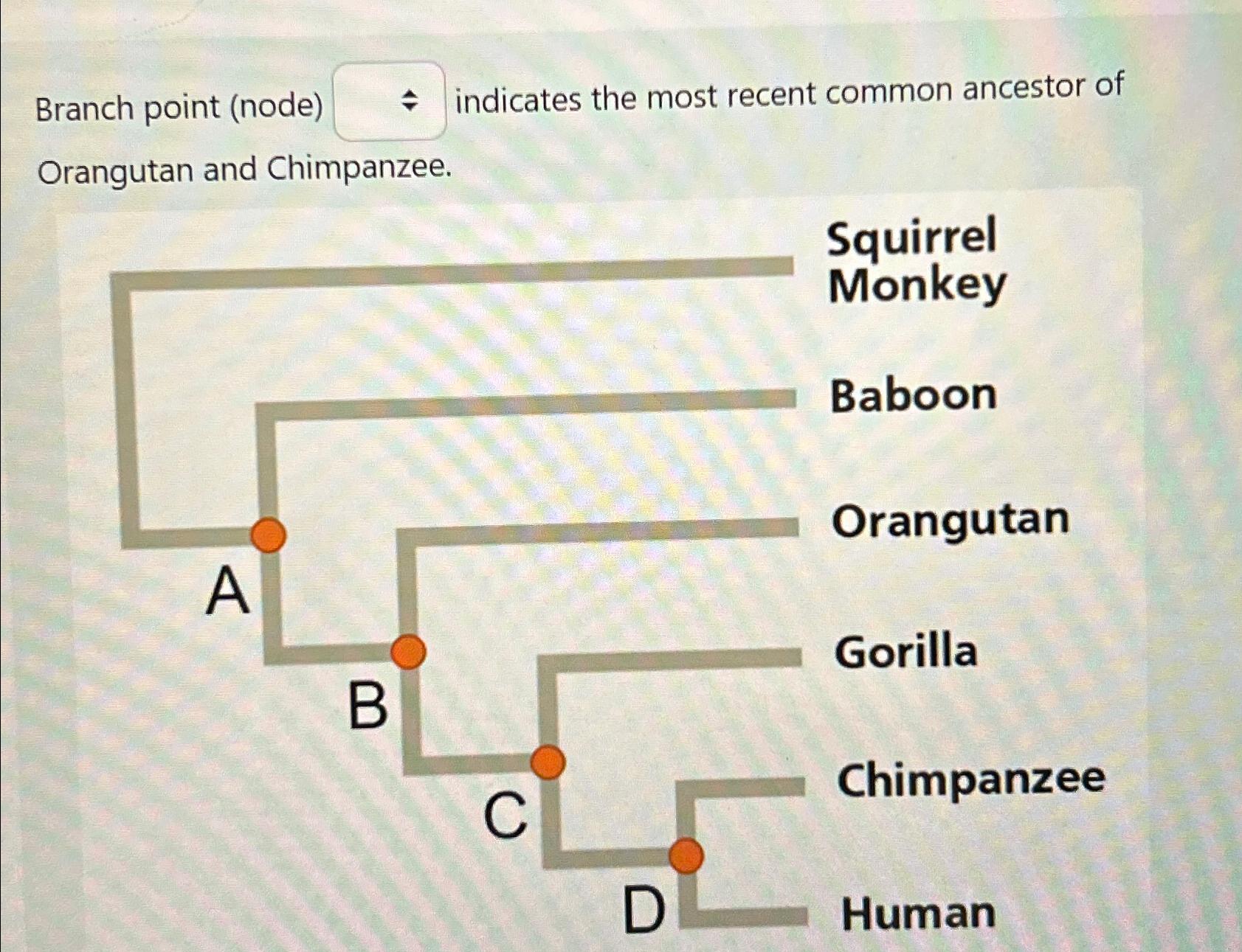 Solved Branch point (node) ﻿indicates the most recent common | Chegg.com