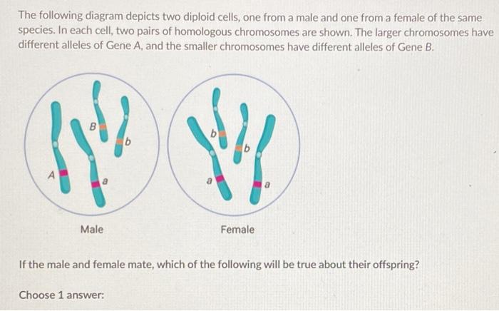 Solved The following diagram depicts two diploid cells, one | Chegg.com