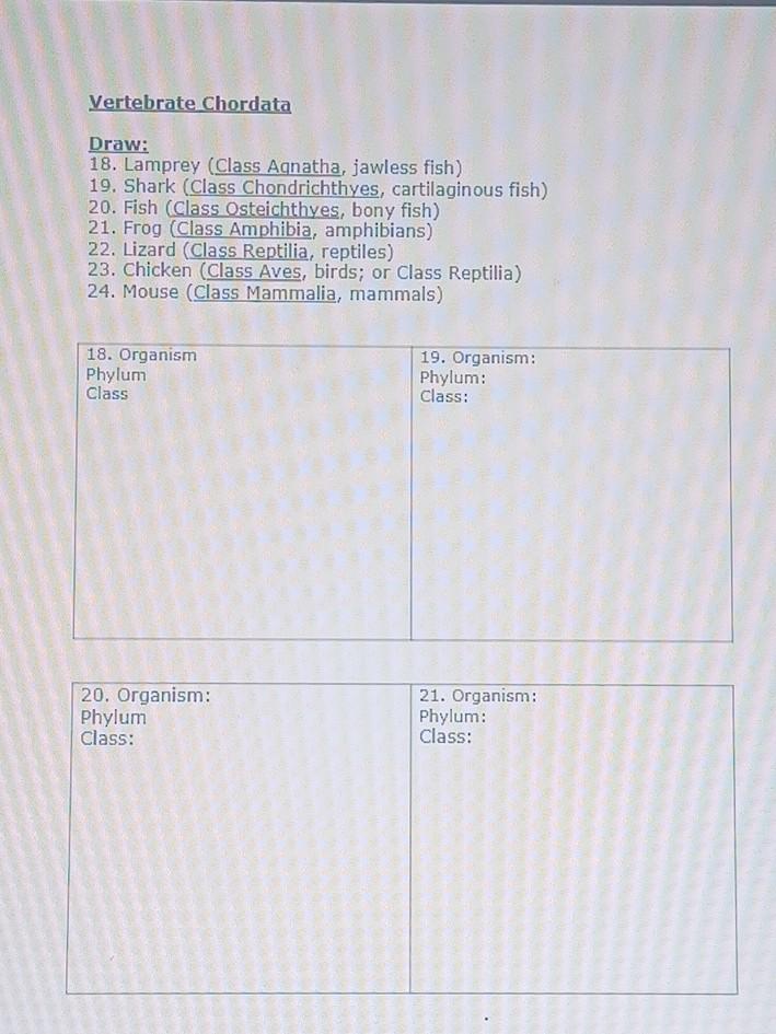 Solved 24. Organism: Phylum: Class: Vertebrate Chordata | Chegg.com