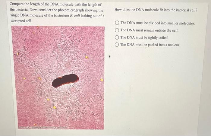 Solved E. coli cells are rod-shaped, about 2μm long and | Chegg.com