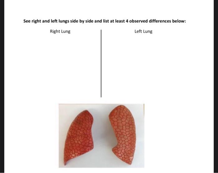 Solved See right and left lungs side by side and list at | Chegg.com