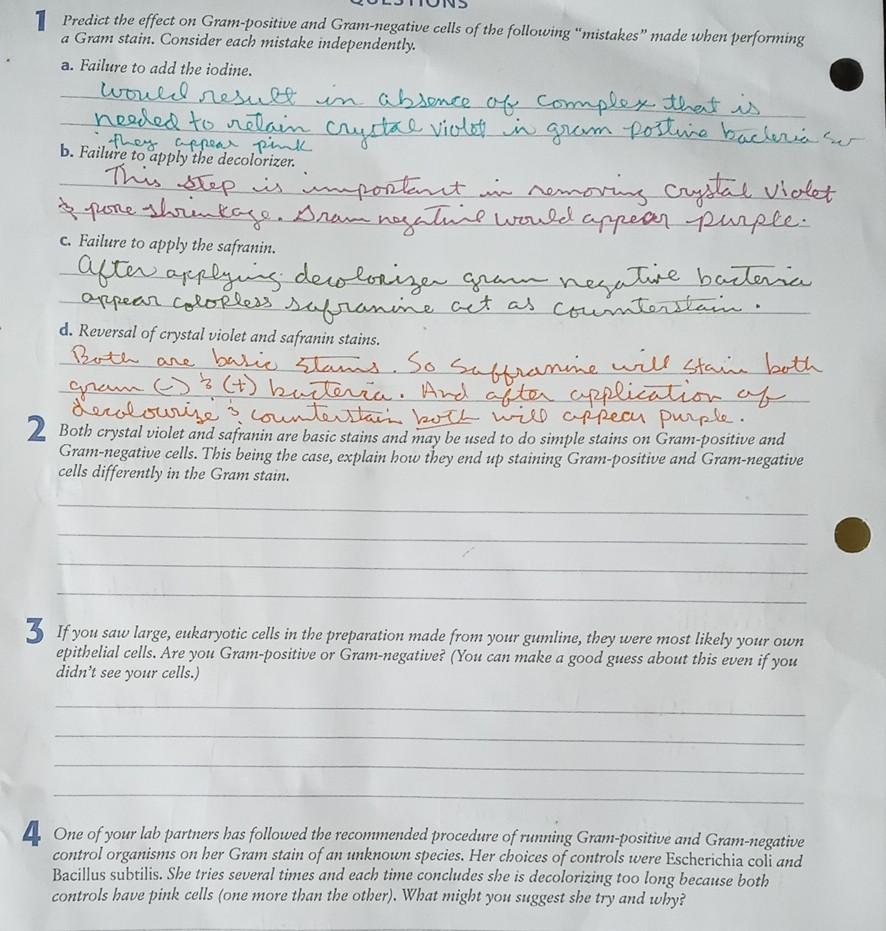 Solved 1 Predict the effect on Gram-positive and | Chegg.com