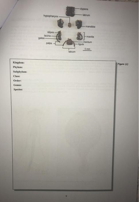 Solved Dissection of locust In the video, observe the | Chegg.com