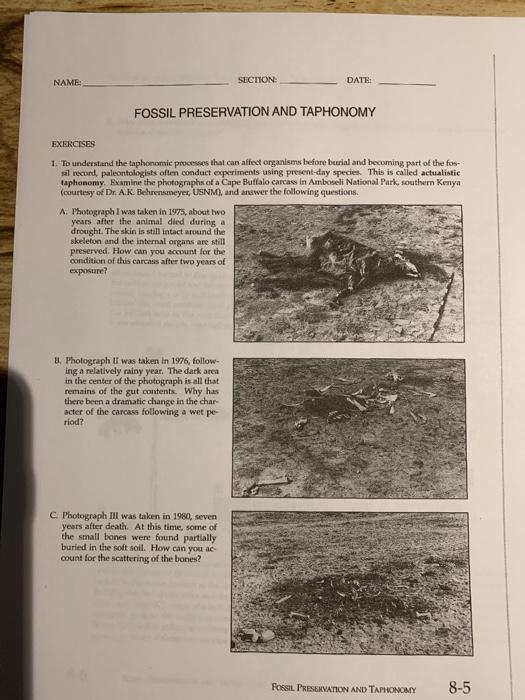 Solved NAME: SECTION: DATE: FOSSIL PRESERVATION AND | Chegg.com