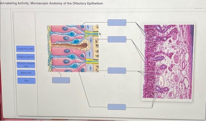 Solved Art-labeling Activity: Microscopic Anatomy of the | Chegg.com