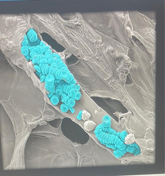 Solved what is highlighted part | Chegg.com