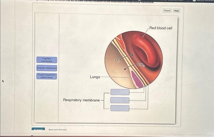 Solved Capillary membrane Alveolar membrane Fused basement | Chegg.com