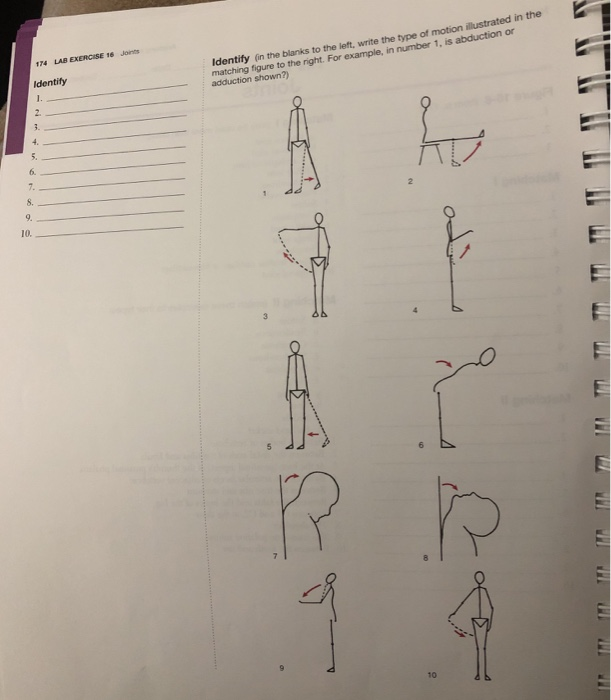 Solved 174 LAB EXERCISE 16 Joints Identify in the blanks to | Chegg.com