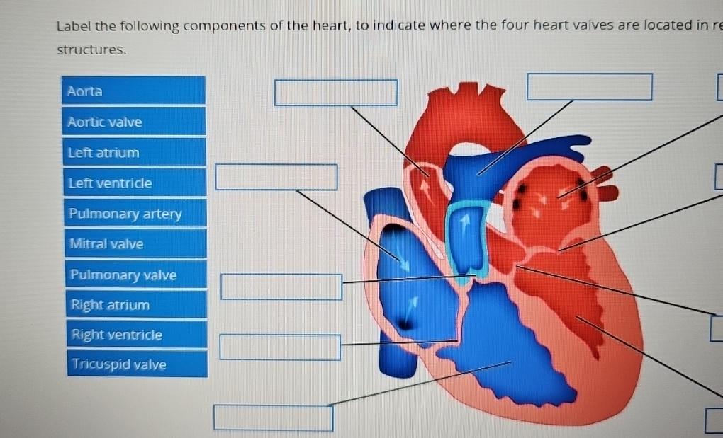 Solved Label the following components of the heart, to | Chegg.com