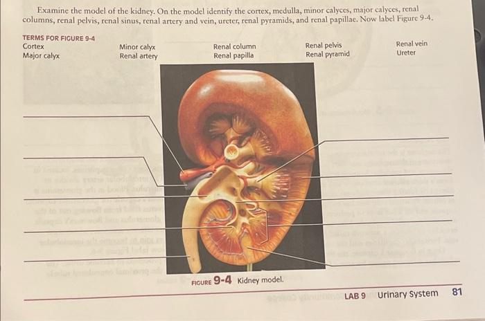 Solved Examine the model of the kidney. On the model | Chegg.com