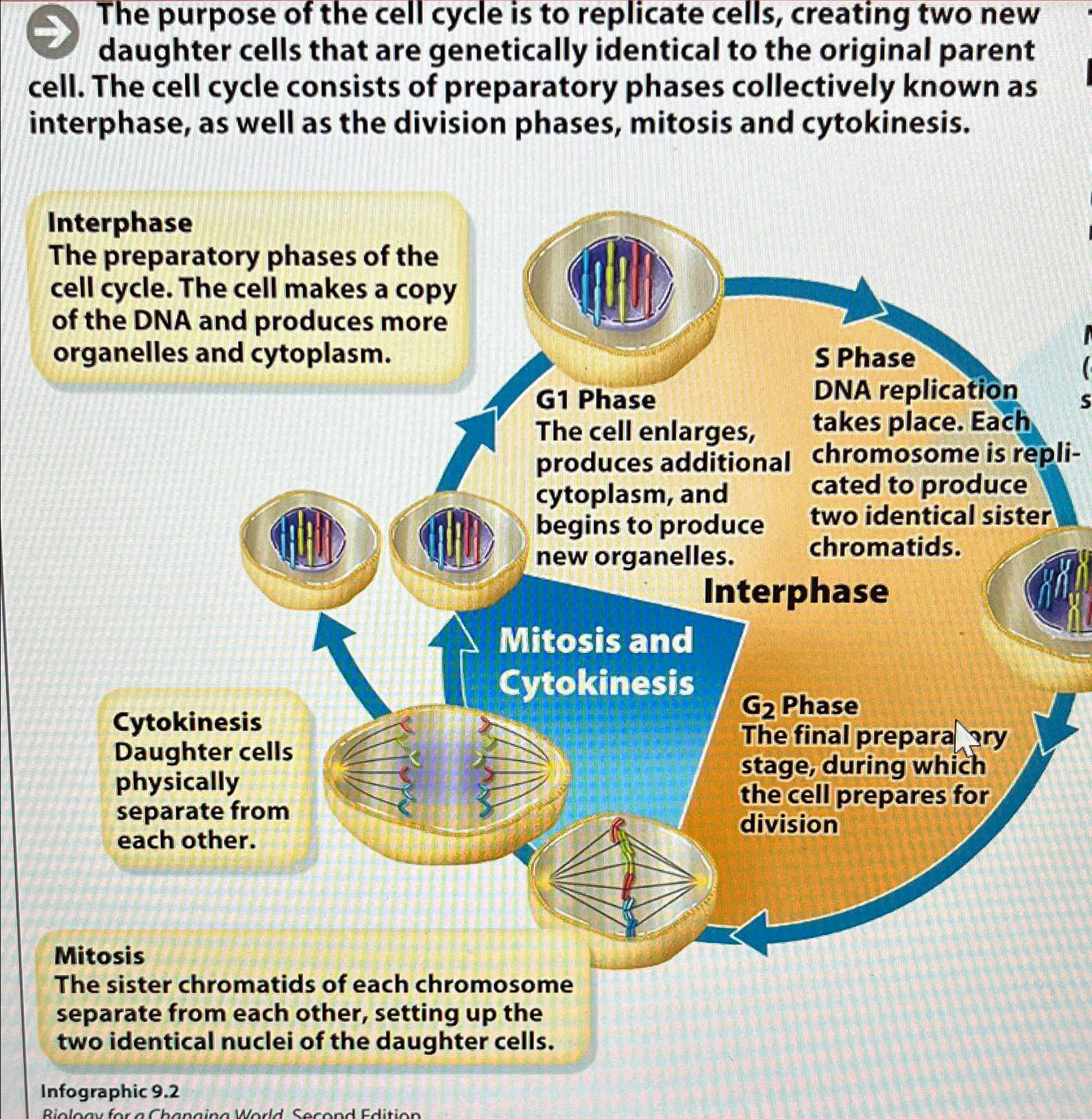 Solved The purpose of the cell cycle is to replicate cells, | Chegg.com