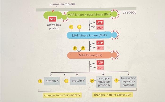 Solved The Ras GTPase was first discovered as a gene that | Chegg.com